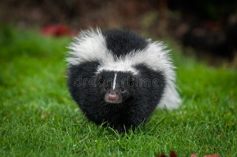 Il Mephitis Del Mephitis Della Moffetta a Strisce Cammina Diretto ...