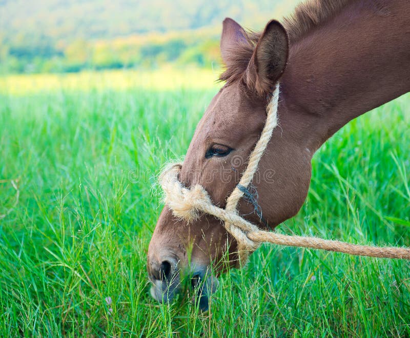 Il mulo pasce, bardotto fotografia stock. Immagine di mulo - 47675458