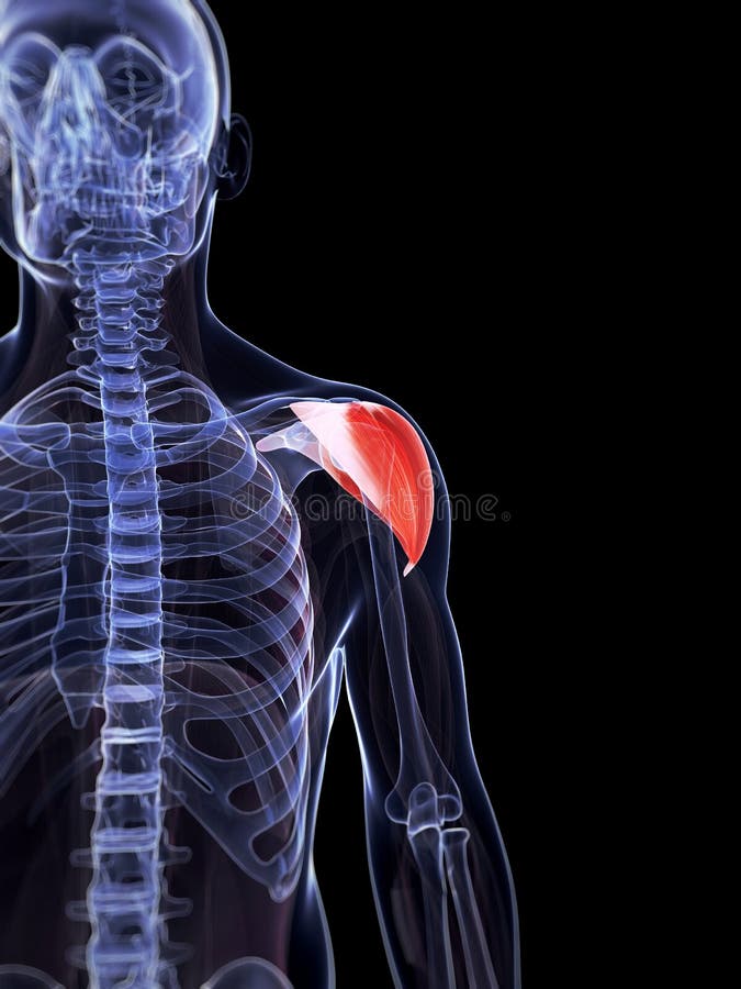 Il muscolo della spalla illustrazione di stock. Illustrazione di ...