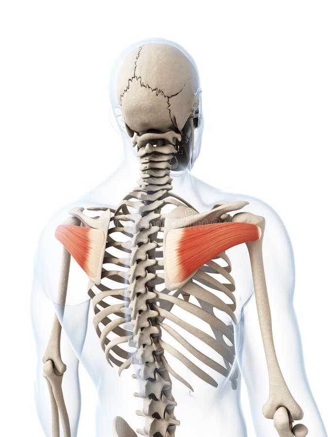 Il muscolo sottospinato illustrazione di stock. Illustrazione di ...