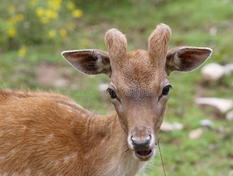 Il Muso Del Cervo Nelle Montagne Immagine Stock - Immagine di prato ...