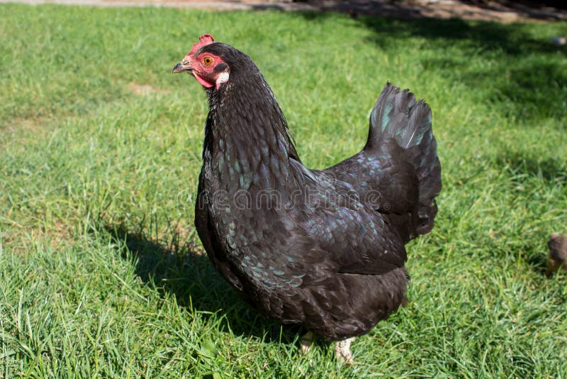 Il Nero Australorp, Pollo Nero Del Pollo Sui Supporti E Sugli Sguardi ...