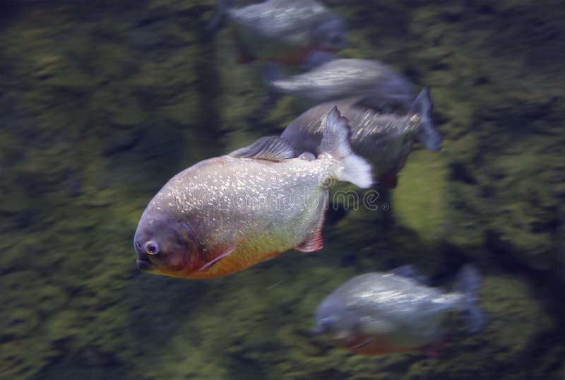 Il Nero PACU Del Pesce Del Piranha Fotografia Stock - Immagine di mondo ...