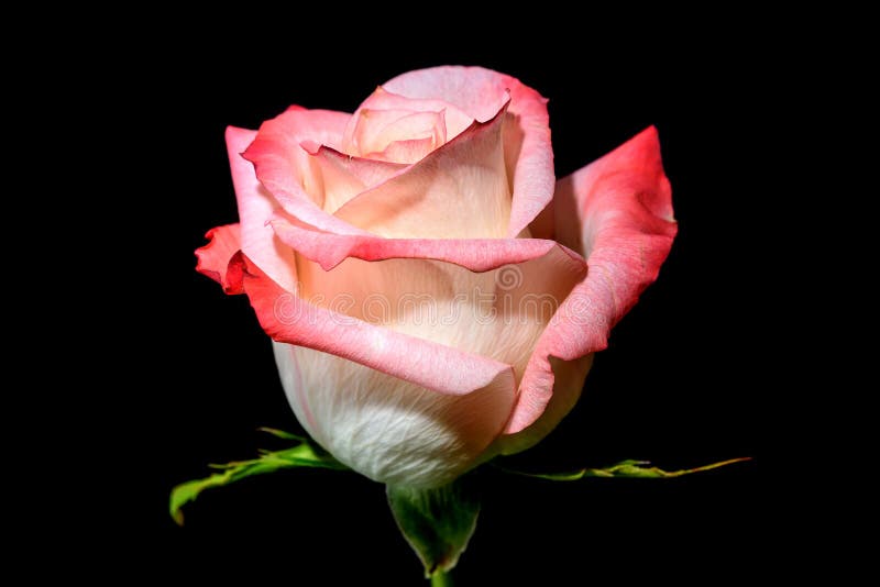 Il Nero Rosa Bianco Del Fondo Di Rosa Fotografia Stock - Immagine di ...
