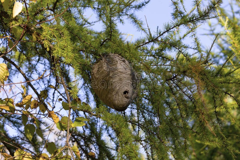 Nido del calabrone immagine stock. Immagine di abbandonato - 21307827