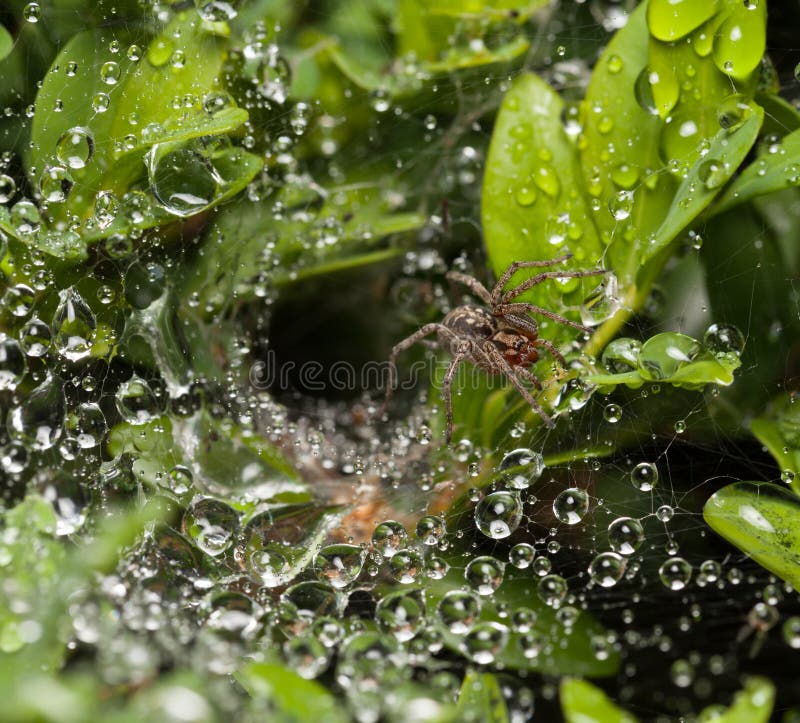 Nido Del Ragno Foto stock - Foto stock gratuite e royalty free da ...