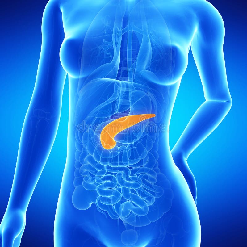 Il pancreas illustrazione di stock. Illustrazione di scienza - 45381756