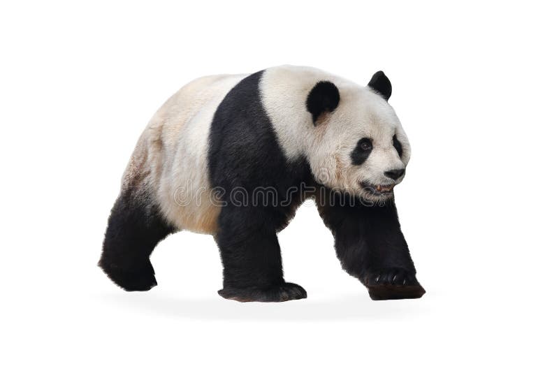 Il panda immagine stock. Immagine di lato, intero, cina - 49936911
