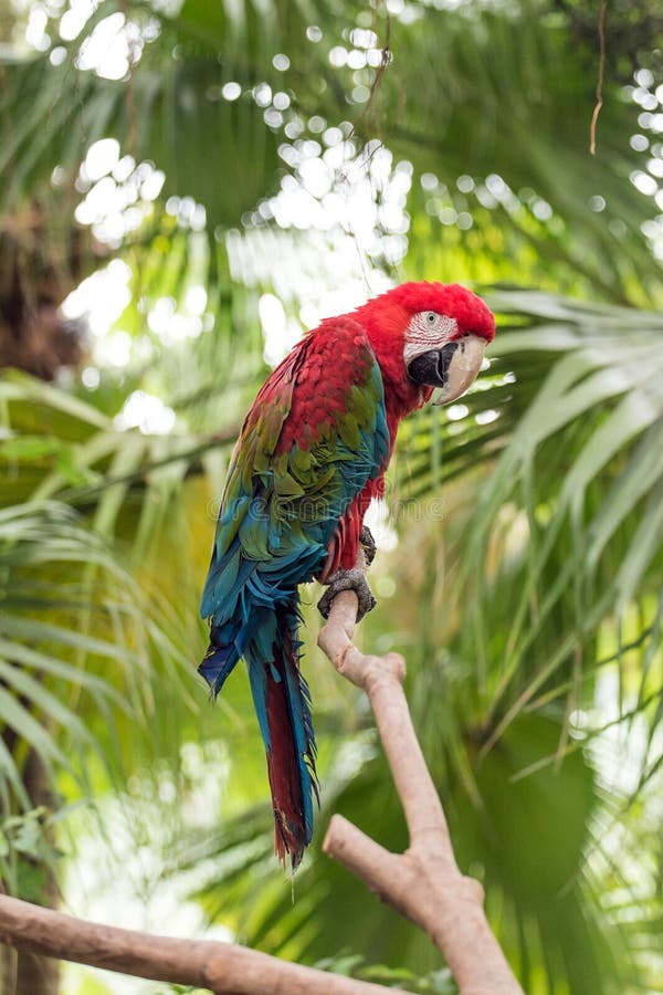 Il Pappagallo Brillantemente Messo Le Piume a Immagine Stock - Immagine ...