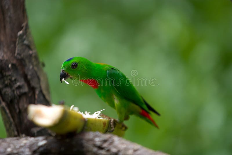 Il pappagallo verde fotografia stock. Immagine di battitura - 11537042