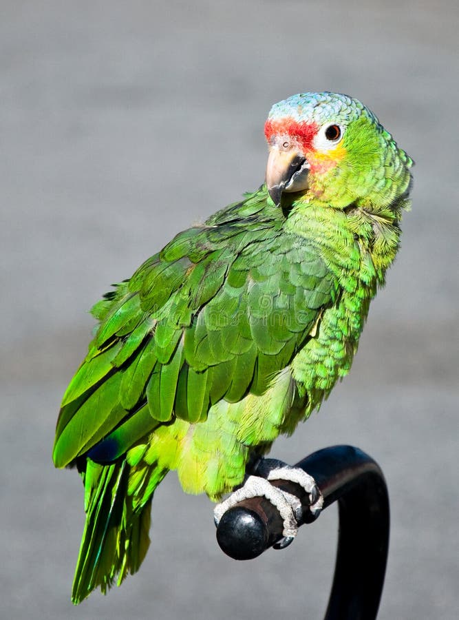 Il pappagallo verde immagine stock. Immagine di animale - 14858019