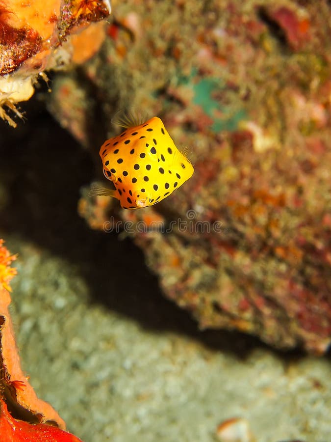 Il Pesce Giallo Della Scatola Fotografia Stock - Immagine di macro ...