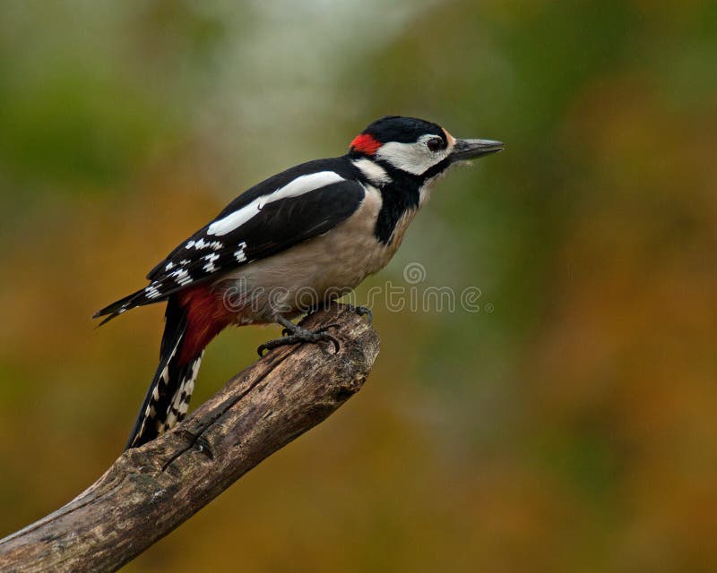 Il Picchio Muratore Maggiore, Dendrocopos Major Immagine Stock ...