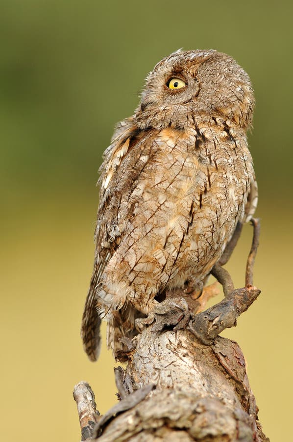 Assiolo Su Un Tronco Di Albero Fotografia Stock - Immagine di uccello ...