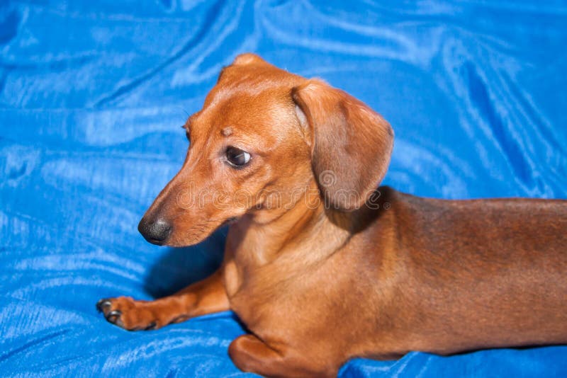 Il Piccolo Cane, Cresce Bugie Di Un Tasso Su Tessuto Blu Fotografia ...