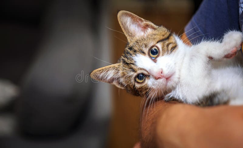 Piccolo gatto dolce immagine stock. Immagine di kitten - 18296659