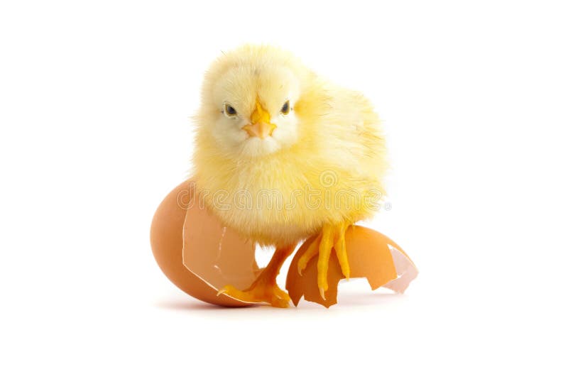 Pulcino bagnato su bianco immagine stock. Immagine di covata - 29871693