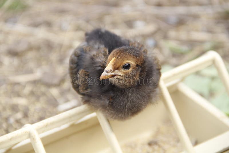 Pulcino bagnato curioso immagine stock. Immagine di sopportato - 21120925