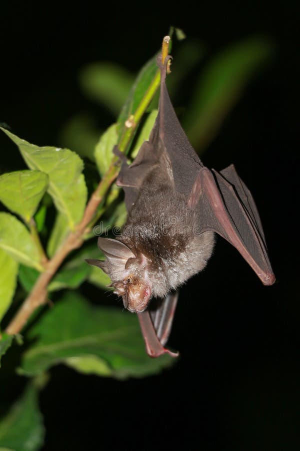 Il Pipistrello è Mammifero E Chiamata Fotografia Stock - Immagine di ...