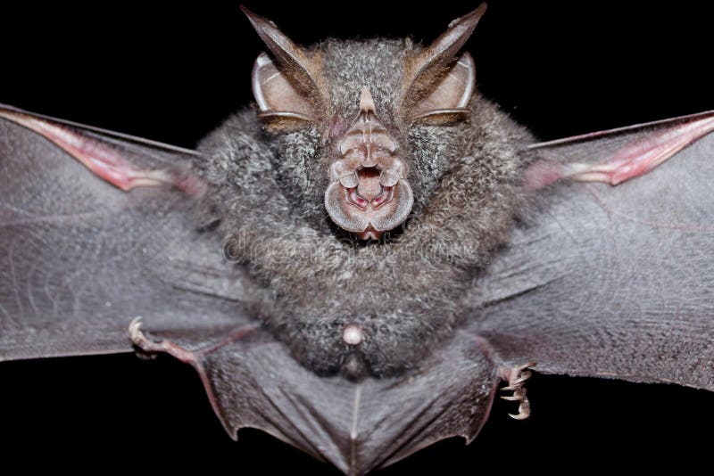 Il Pipistrello è Mammifero E Chiamata Fotografia Stock - Immagine di ...