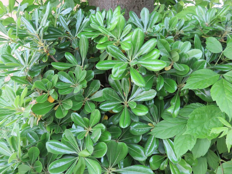 IL Pitosforo stockfoto. Bild von blumenhändler, glasig - 91744026