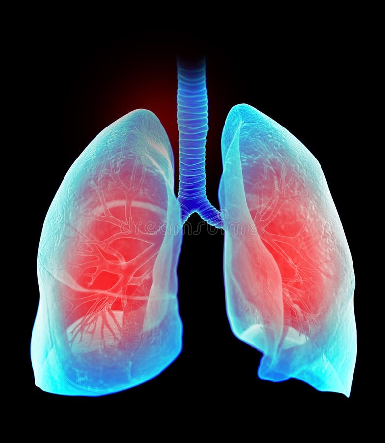 Il Polmone Umano Evidenziato Illustrazione di Stock - Illustrazione di ...