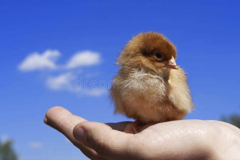 Il pulcino fotografia stock. Immagine di cielo, pigolio - 931076