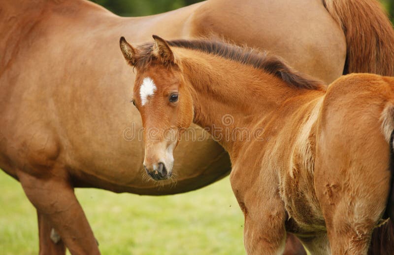 Il Puledro Sta Stando Accanto Alla Giumenta Fotografia Stock - Immagine ...