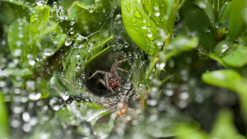 Nido Del ` S Del Ragno Dopo La Pioggia Immagine Stock - Immagine di ...
