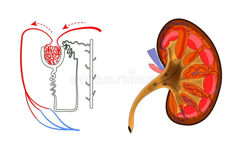 Il rene ed il nefrone illustrazione vettoriale. Illustrazione di ...
