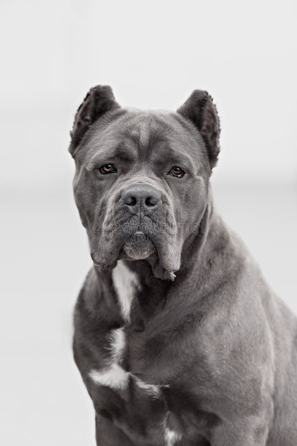 Il Ritratto Del Cane Italiano Della Canna-corso Fotografia Stock ...