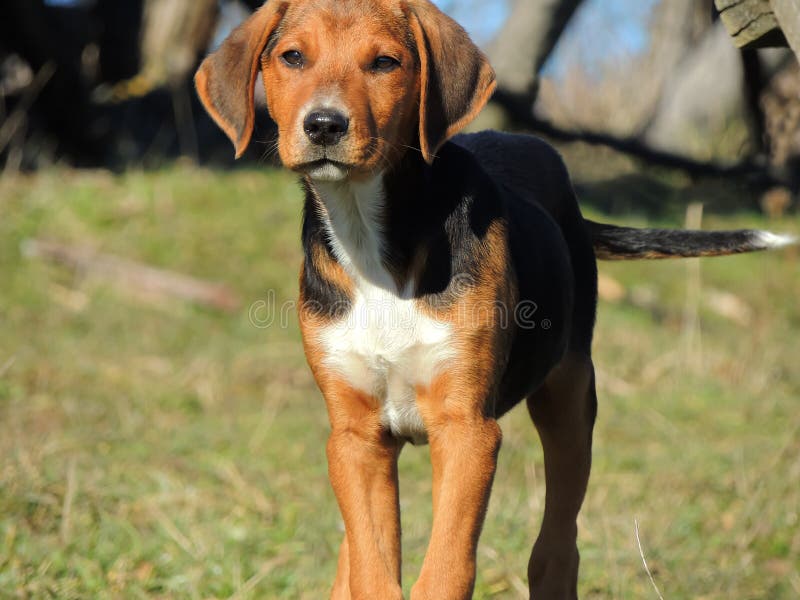 Il segugio, cane da lepre fotografia stock. Immagine di aperto - 56352520