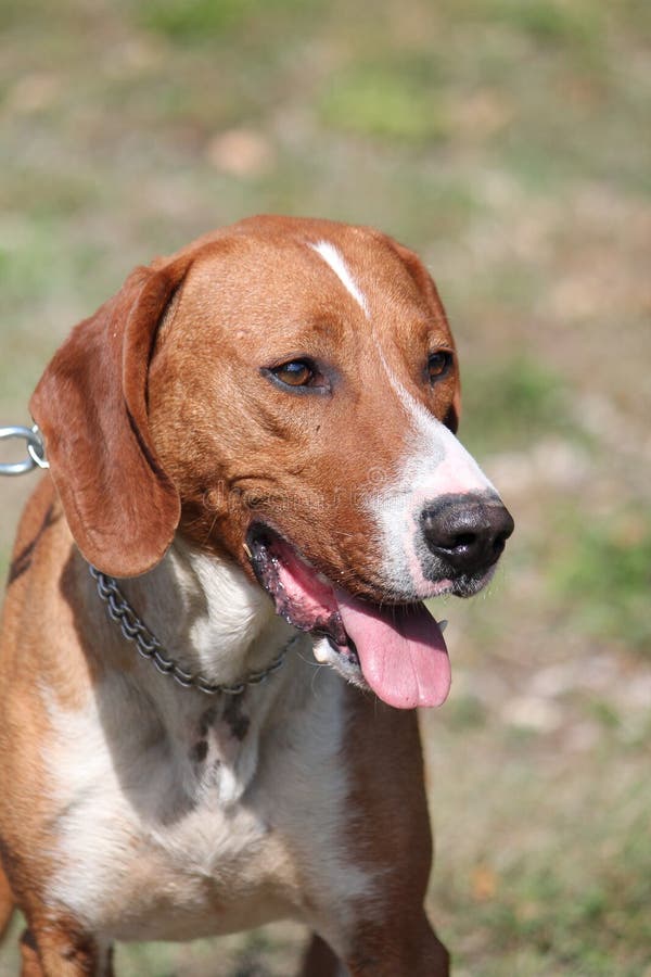 Il segugio di Posavac immagine stock. Immagine di caccia - 56651537