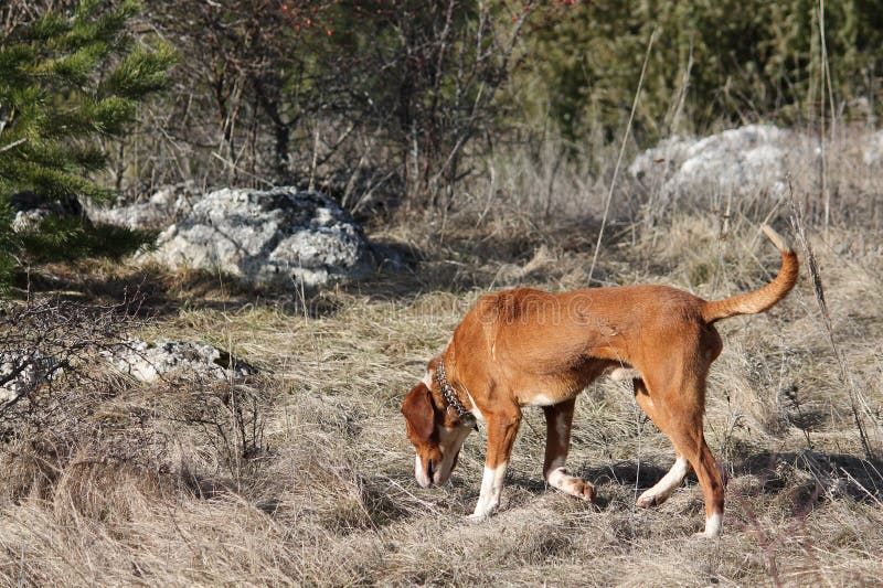 Il segugio di Posavac fotografia stock. Immagine di tipo - 56657768