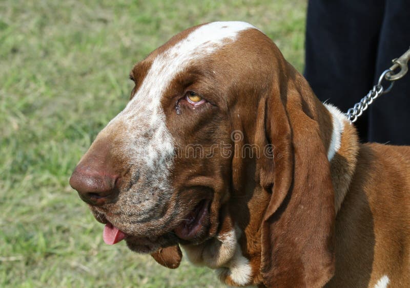 Macchina Da Segugio Segugio Maremmano Cani In Regalo A Santa Maria A