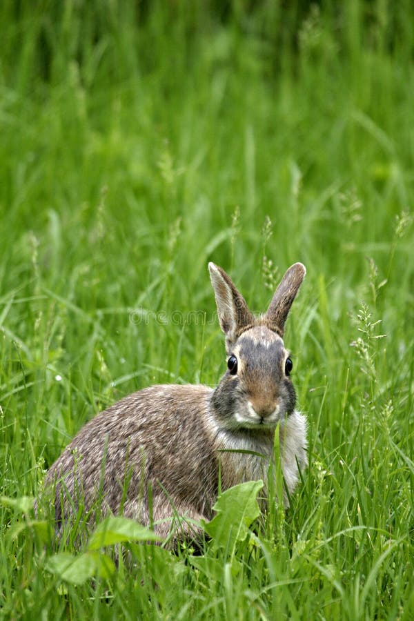 Il Silvilago Orientale (sylvilagus Floridanus) Fotografia Stock ...