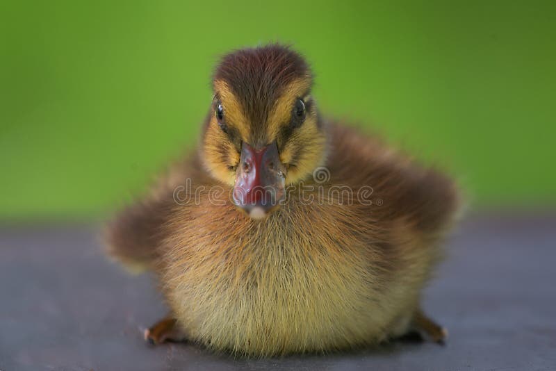 Il Simbolo Della Molla - Anatra Di Recente Covata Fotografia Stock ...
