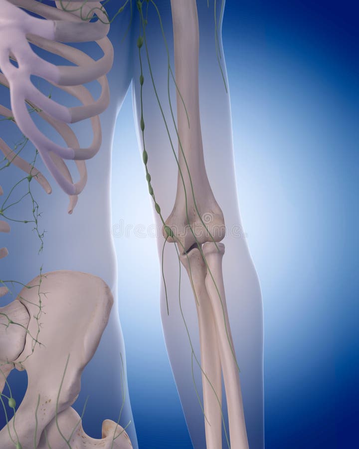 Braccio Umano Anatomico Illustrazioni, Vettoriali E Clipart Stock ...