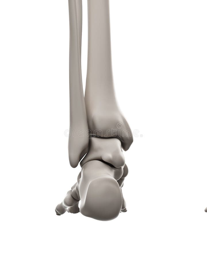 Il Sistema Scheletrico - Il Piede Illustrazione di Stock ...