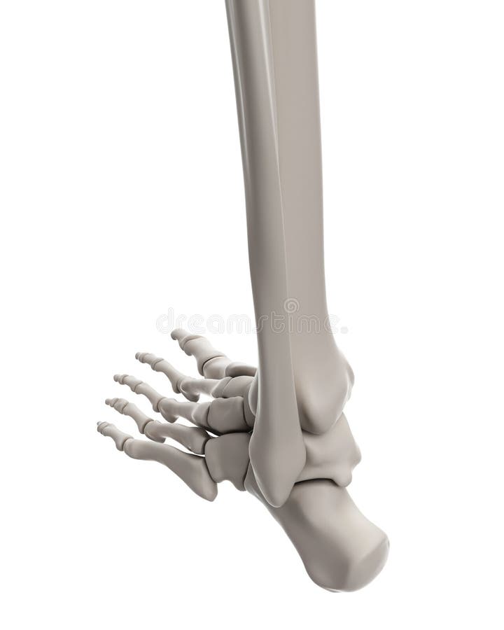 Il Sistema Scheletrico - Il Piede Illustrazione di Stock ...