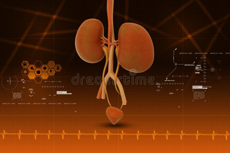 Il sistema urinario illustrazione di stock. Illustrazione di sfondo ...