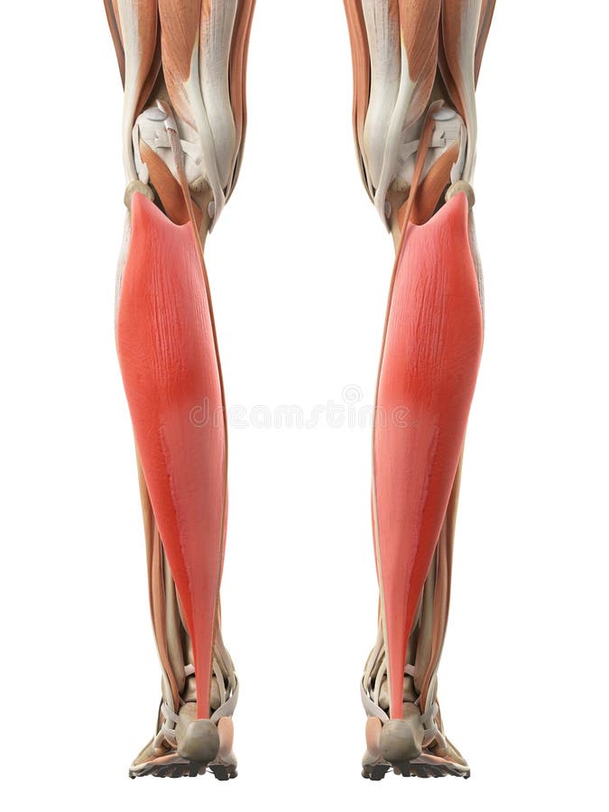 Il soleo illustrazione di stock. Illustrazione di medico - 58450771