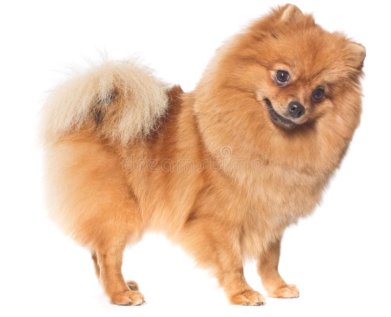 Il spitz-cane gentile fotografia stock. Immagine di curioso - 27631870