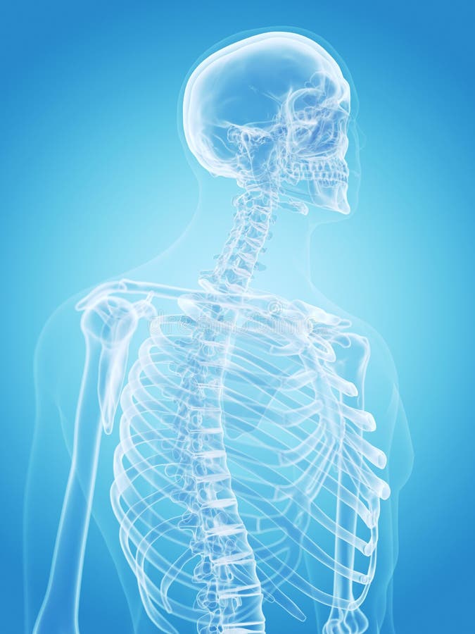 Torace Umano Anatomico Illustrazioni, Vettoriali E Clipart Stock ...