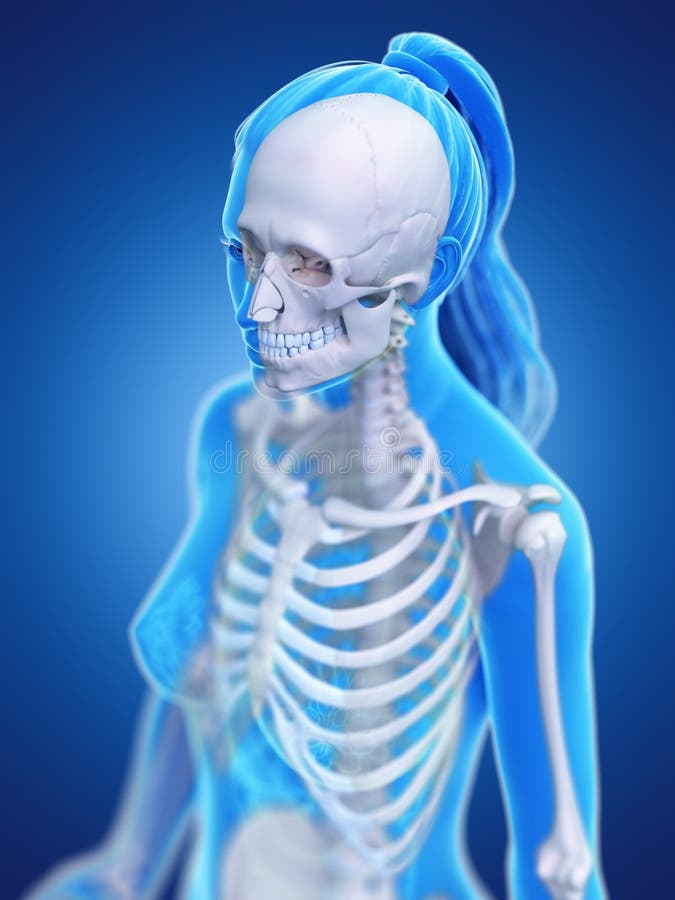 Il Torace Scheletrico Di Una Donna Illustrazione di Stock ...