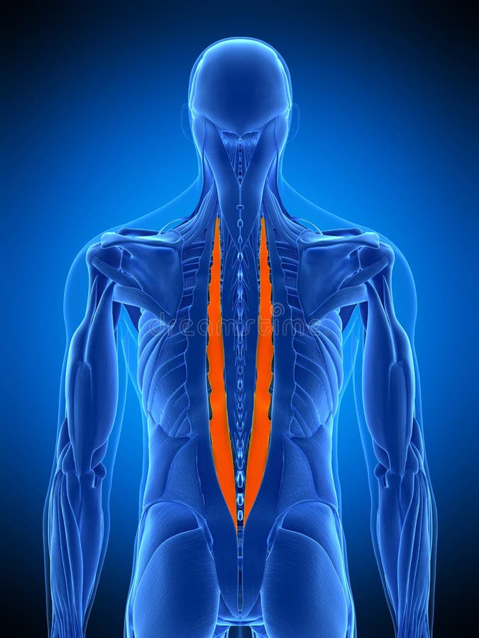 Il toracico longissimus illustrazione di stock. Illustrazione di ...