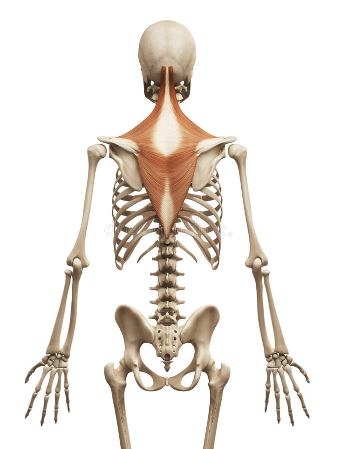 Il trapezio illustrazione di stock. Illustrazione di struttura - 45576082