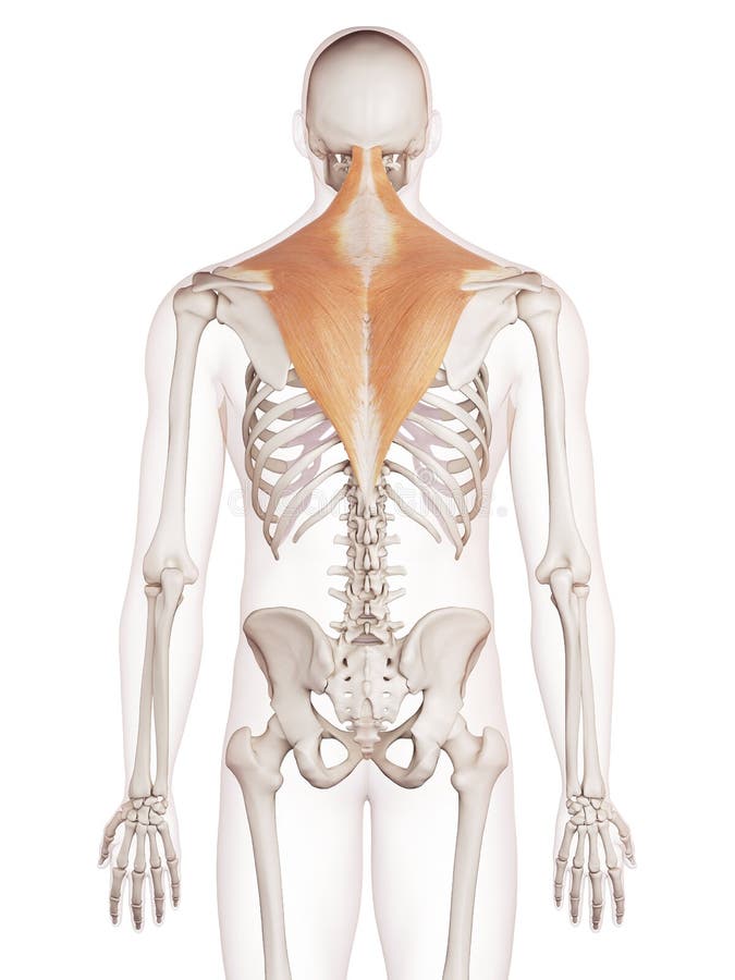 Muscolo trapezio illustrazione di stock. Illustrazione di fisiologia ...