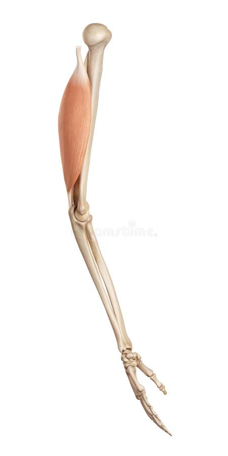 La Testa Mediale Del Tricipite Illustrazione di Stock - Illustrazione ...