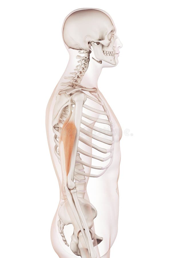 La Testa Di Laterale Del Tricipite Illustrazione di Stock ...